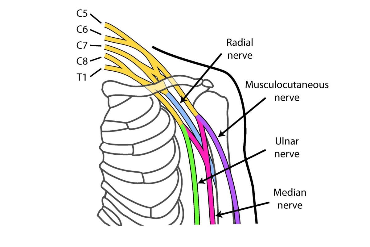 Targeted Muscle Reinnervation Training Video for Clinicians